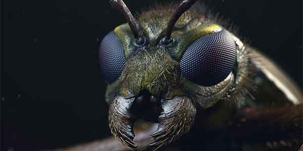 مجموعه پک براش Insect Detailing Brushes | گـــــرافیکو